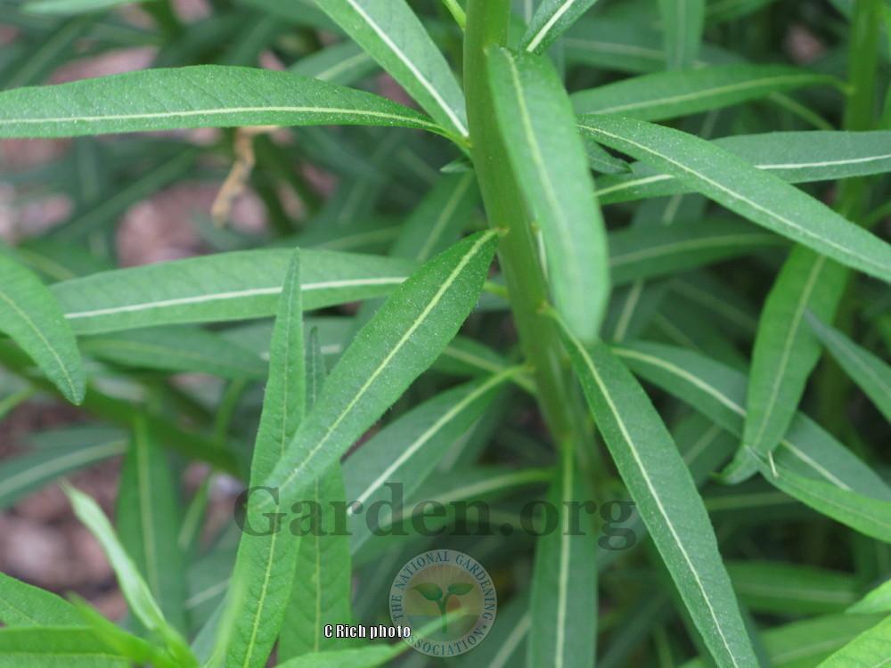 Photo of the leaves of Willow Amsonia (Amsonia tabernaemontana) posted ...