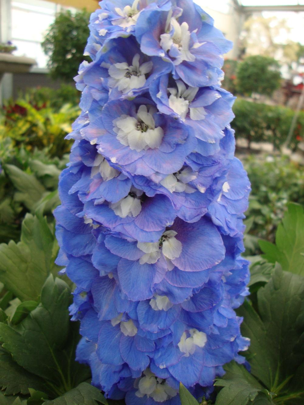 Delphiniums: Plant Care and Collection of Varieties - Garden.org