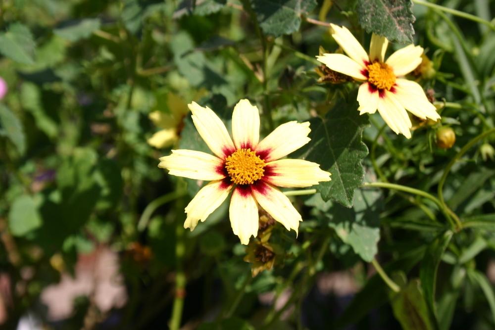 Photo of the bloom of Tickseed (Coreopsis Big Bang™ Redshift) posted by ...