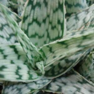 Aloe 'Blizzard' in the Aloes Database - Garden.org