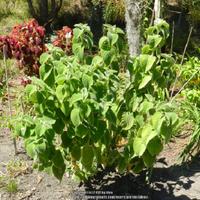 Photo of the entire plant of Silver Spurflower (Plectranthus argentatus ...