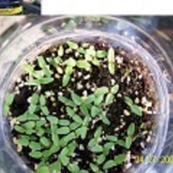 Seeds forum - Garden.org