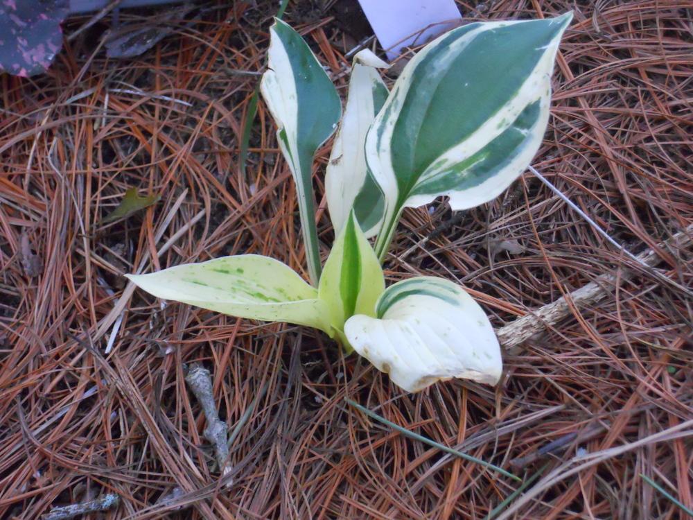 Hosta 'Nougat' in the Hostas Database - Garden.org
