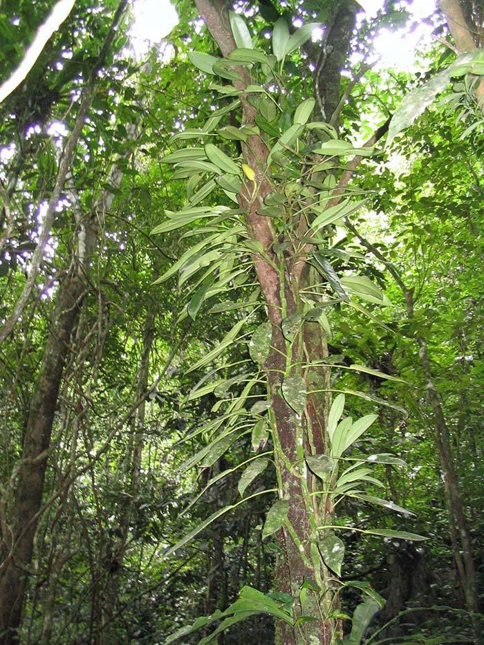Rhaphidophora elliptifolia - Garden.org