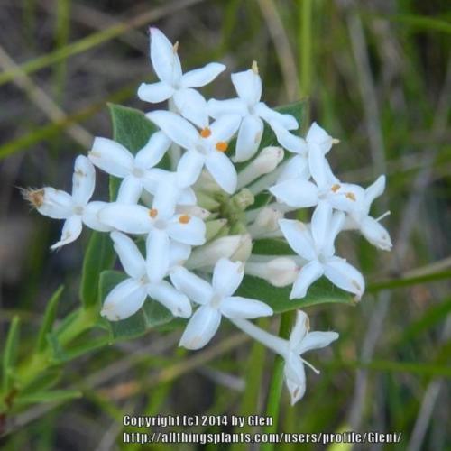 Slender Rice Flower (Pimelea linifolia subsp. linifolia) - Garden.org