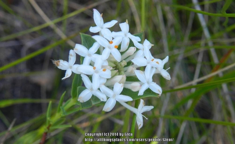Slender Rice Flower (Pimelea linifolia subsp. linifolia) - Garden.org