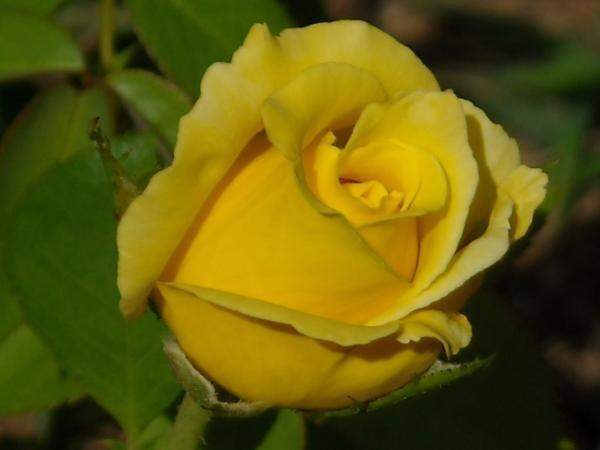 Rose (Rosa 'Golden Masterpiece') in the Roses Database - Garden.org