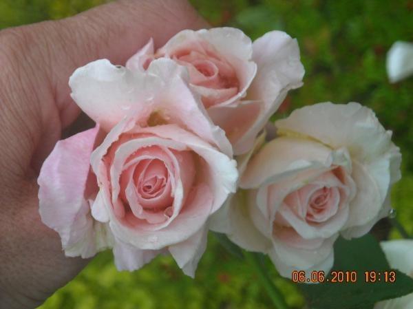 Rose (Rosa 'Sunday Lemonade') in the Roses Database - Garden.org