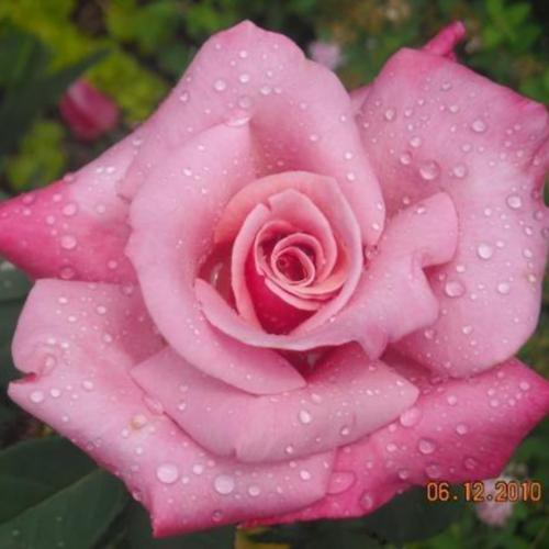 Rose (Rosa 'First Prize') in the Roses Database - Garden.org