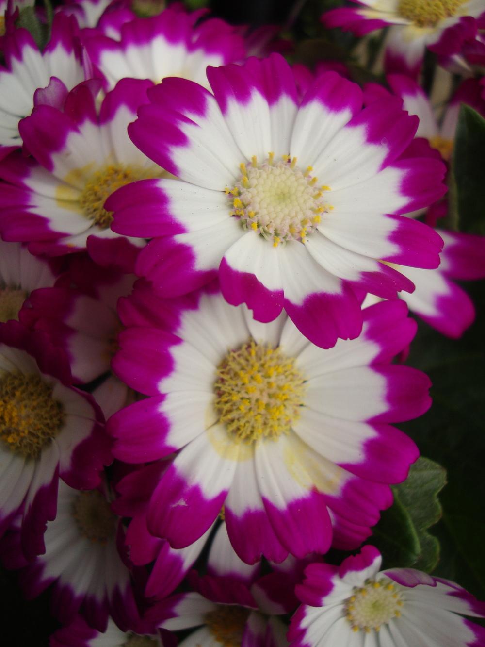 Photo of the bloom of Florist's Cineraria (Pericallis Senetti® Magenta ...