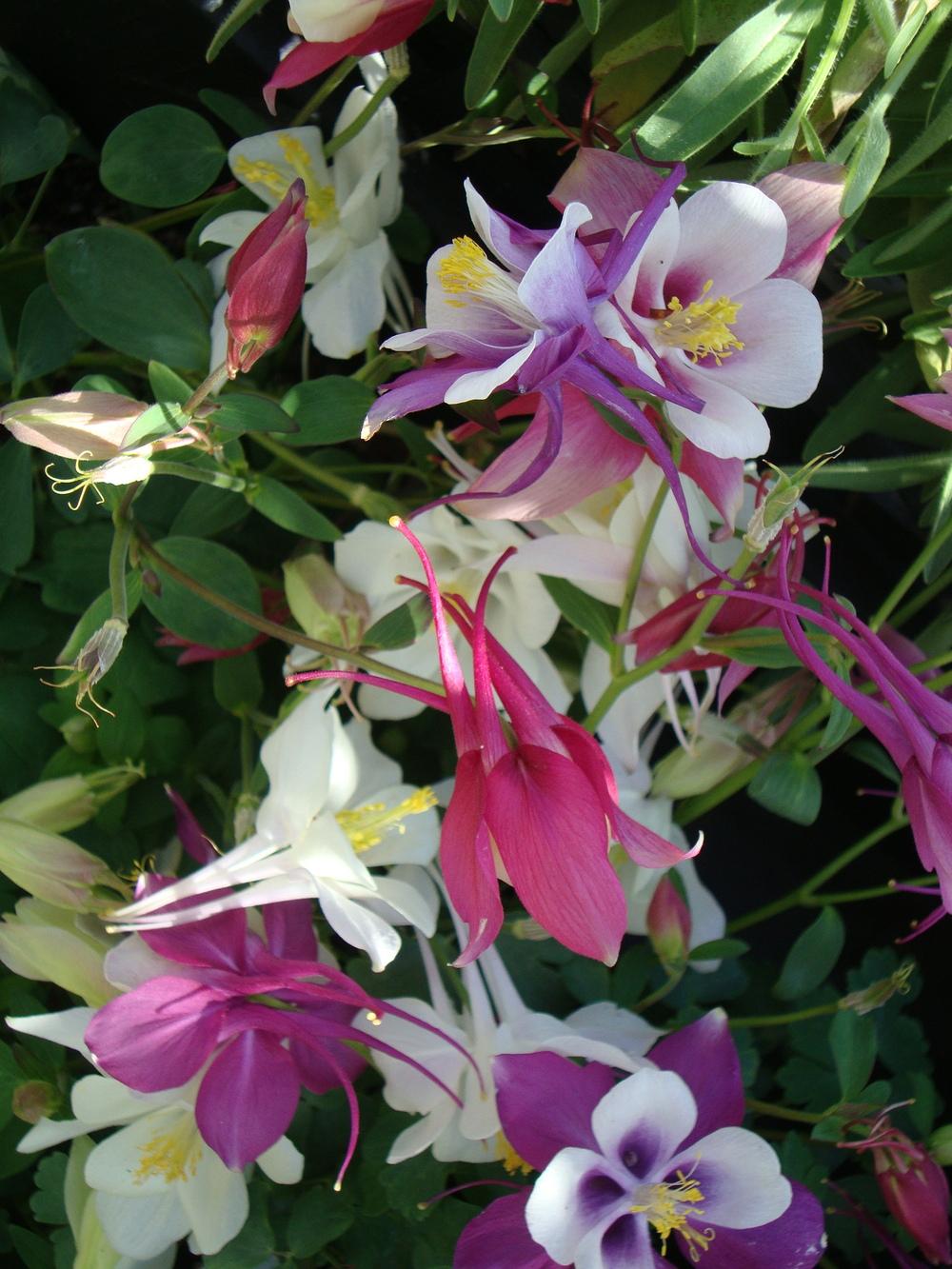 Columbines: Plant Care and Collection of Varieties - Garden.org