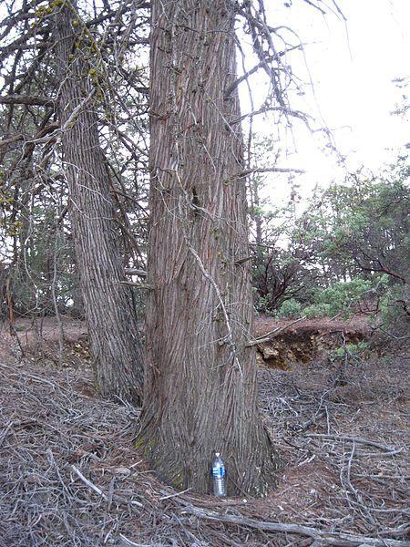 Sargent's Cypress (Cupressus sargentii) - Garden.org