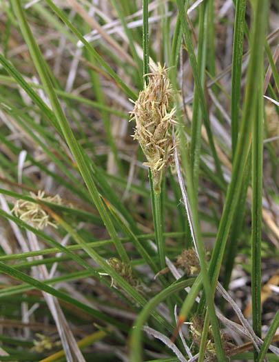 Field Sedge (Carex praegracilis) in the Sedges Database - Garden.org