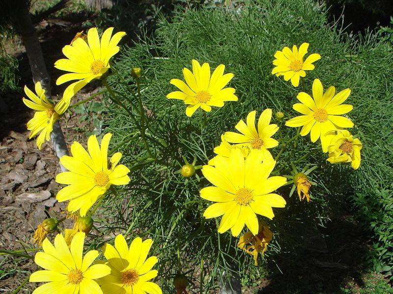 Photo of the bloom of Giant Coreopsis (Coreopsis gigantea) posted by ...
