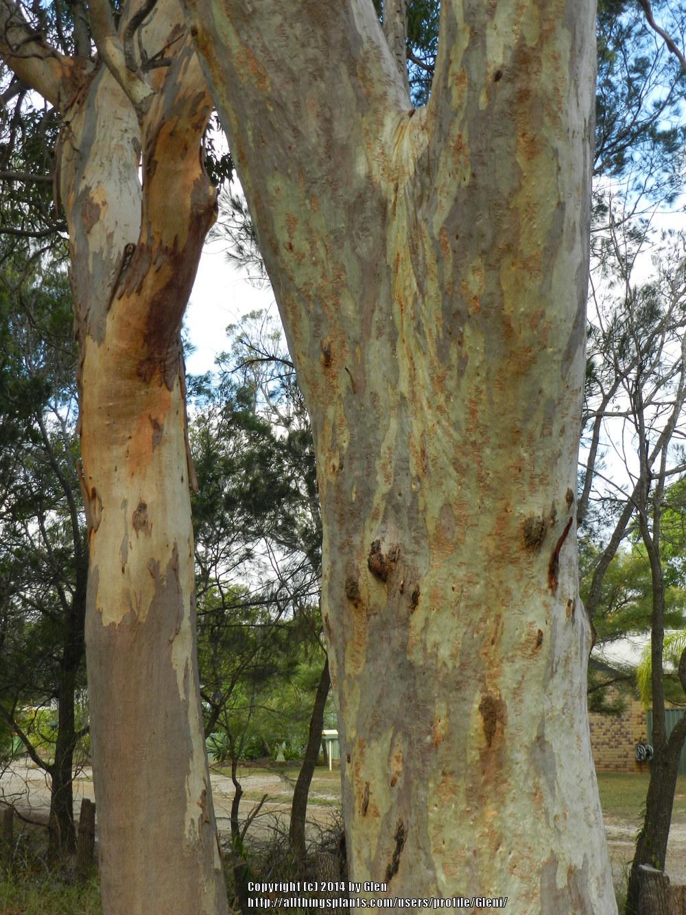 Snappy Gum (Eucalyptus racemosa) - Garden.org