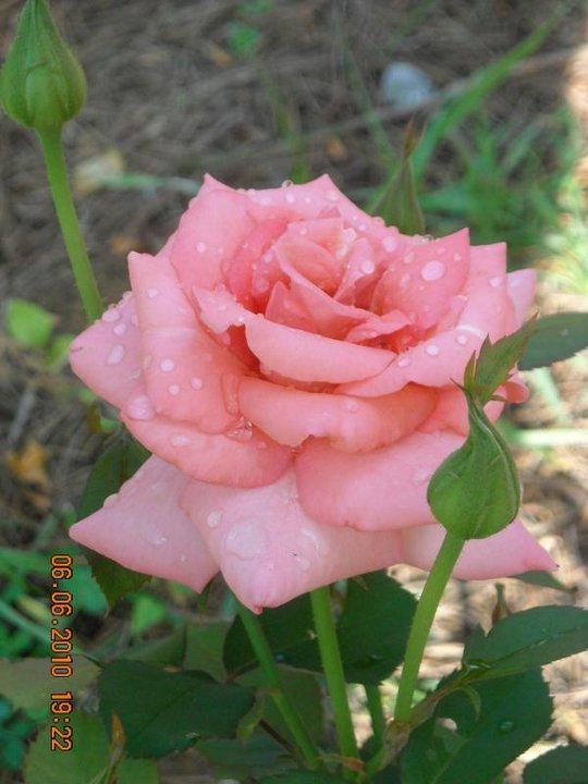 Rose (Rosa 'Awareness') in the Roses Database - Garden.org