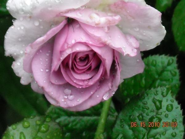 Rose (Rosa 'Enchanted Evening') in the Roses Database - Garden.org