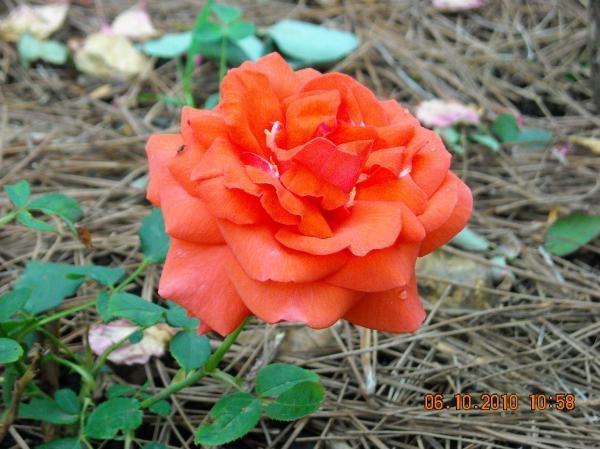 Photo of the bloom of Rose (Rosa 'Maria Stern') posted by MissMimie ...