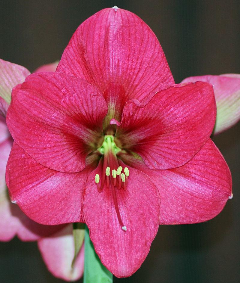 Photo of the bloom of Amaryllis (Hippeastrum 'Pink Rival') posted by ...