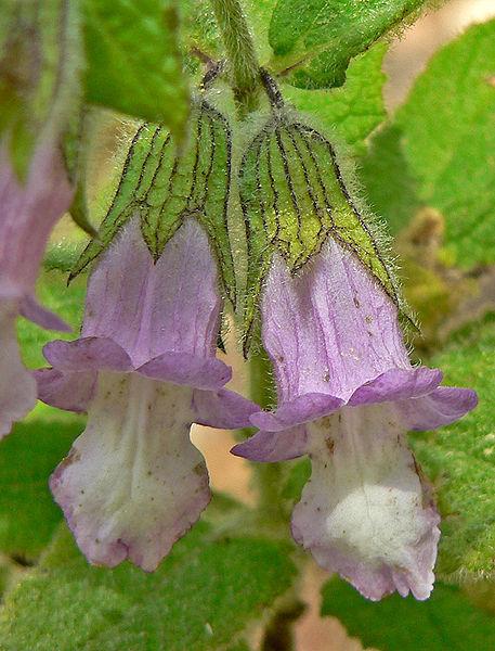 Fragrant Pitcher Sage (Lepechinia fragrans) - Garden.org