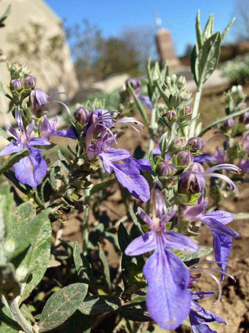 Shrubby Germander (Teucrium fruticans) - Garden.org