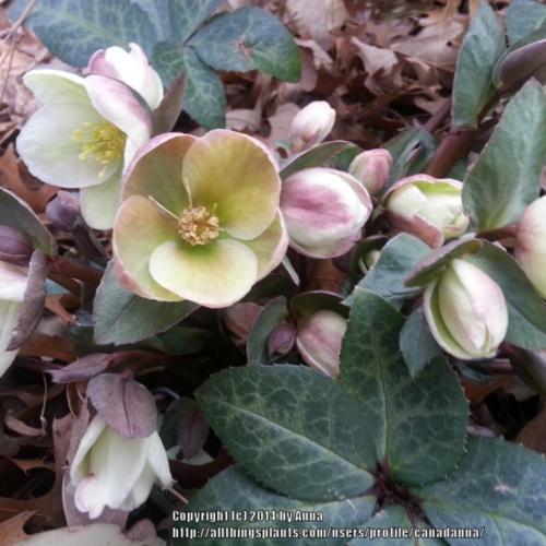 Hellebore (Helleborus Frostkiss™ Winter Moonbeam) in the Hellebores ...