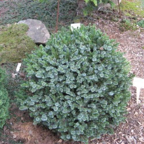 Serbian Spruce (Picea omorika 'Pimoko') in the Spruces Database ...