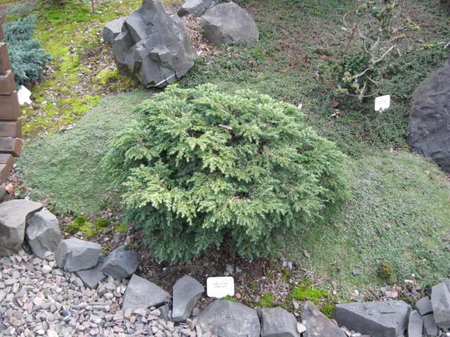 Himalayan Hemlock (Tsuga dumosa) - Garden.org