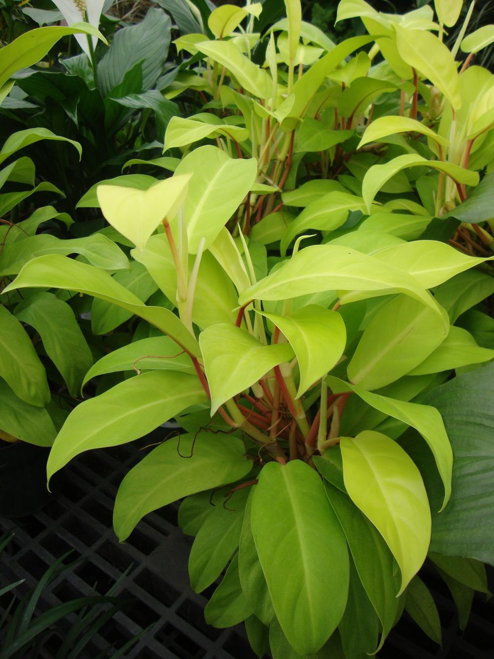 Photo of the entire plant of Philodendron 'Lemon Lime' posted by ...