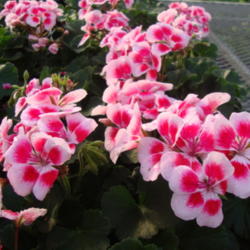 Photo of the bloom of Fish Geranium (Pelargonium Tango™ Rose Mega ...