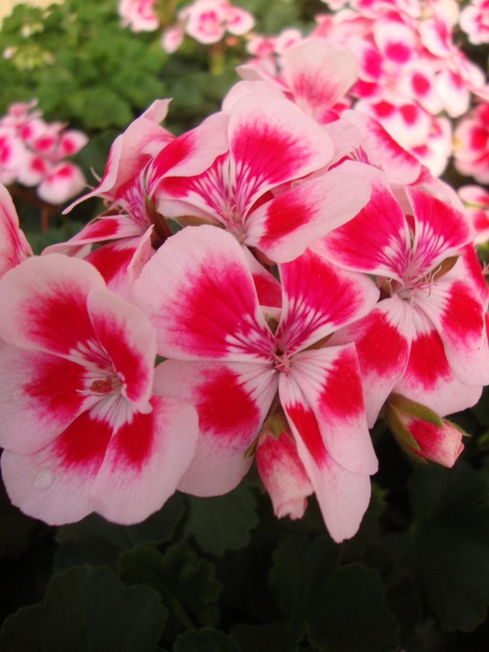 Photo of the bloom of Fish Geranium (Pelargonium Tango™ Rose Mega ...