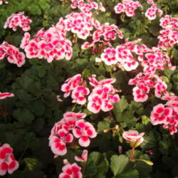 Photo of the bloom of Fish Geranium (Pelargonium Tango™ Rose Mega ...