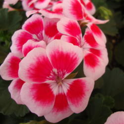 Photo of the bloom of Fish Geranium (Pelargonium Tango™ Rose Mega ...