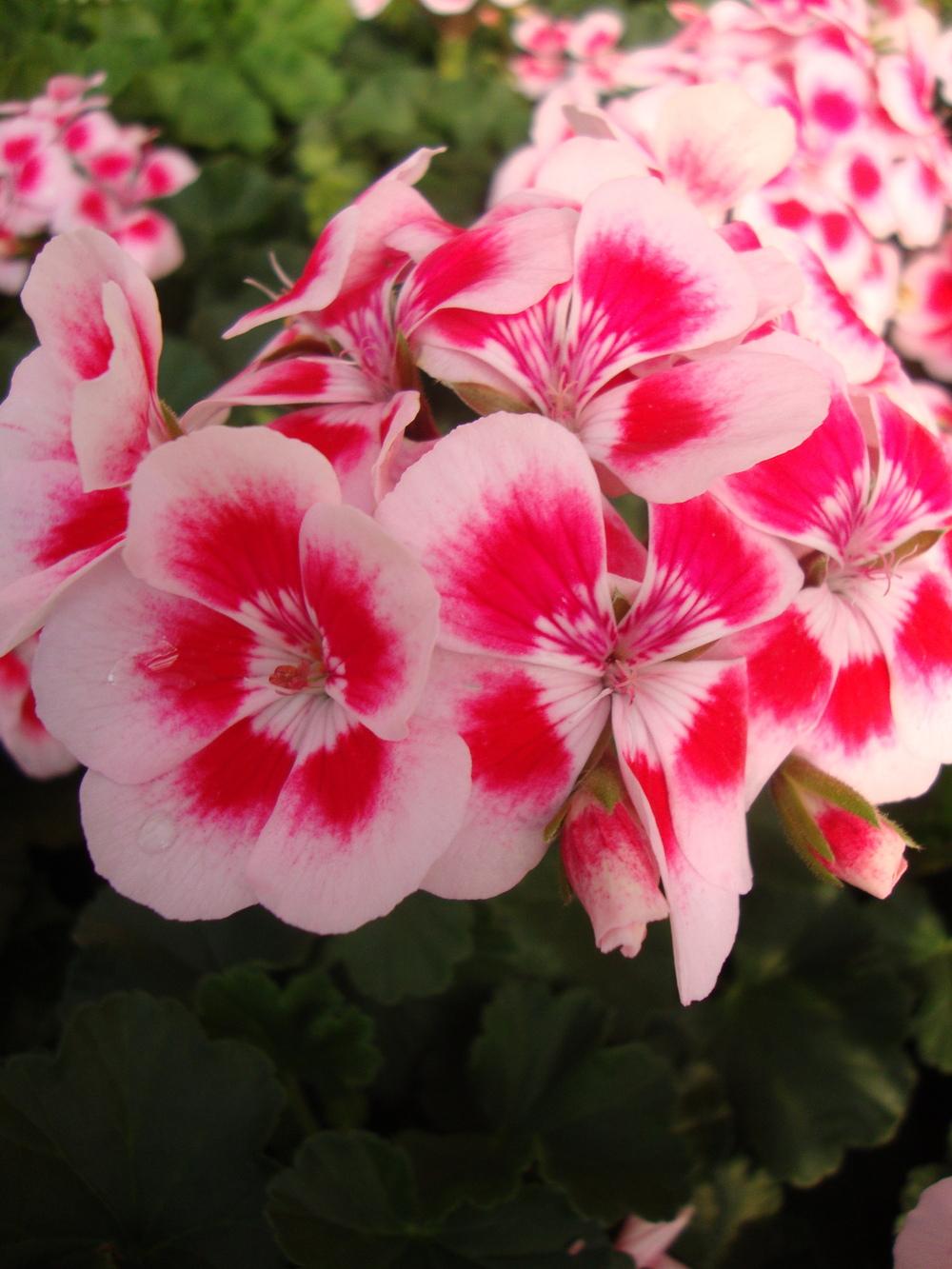 Photo of the bloom of Fish Geranium (Pelargonium Tango™ Rose Mega ...