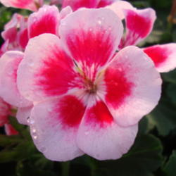 Photo of the bloom of Fish Geranium (Pelargonium Tango™ Rose Mega ...