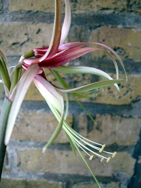 Photo of the bloom of Amaryllis (Hippeastrum cybister 'Chico') posted ...
