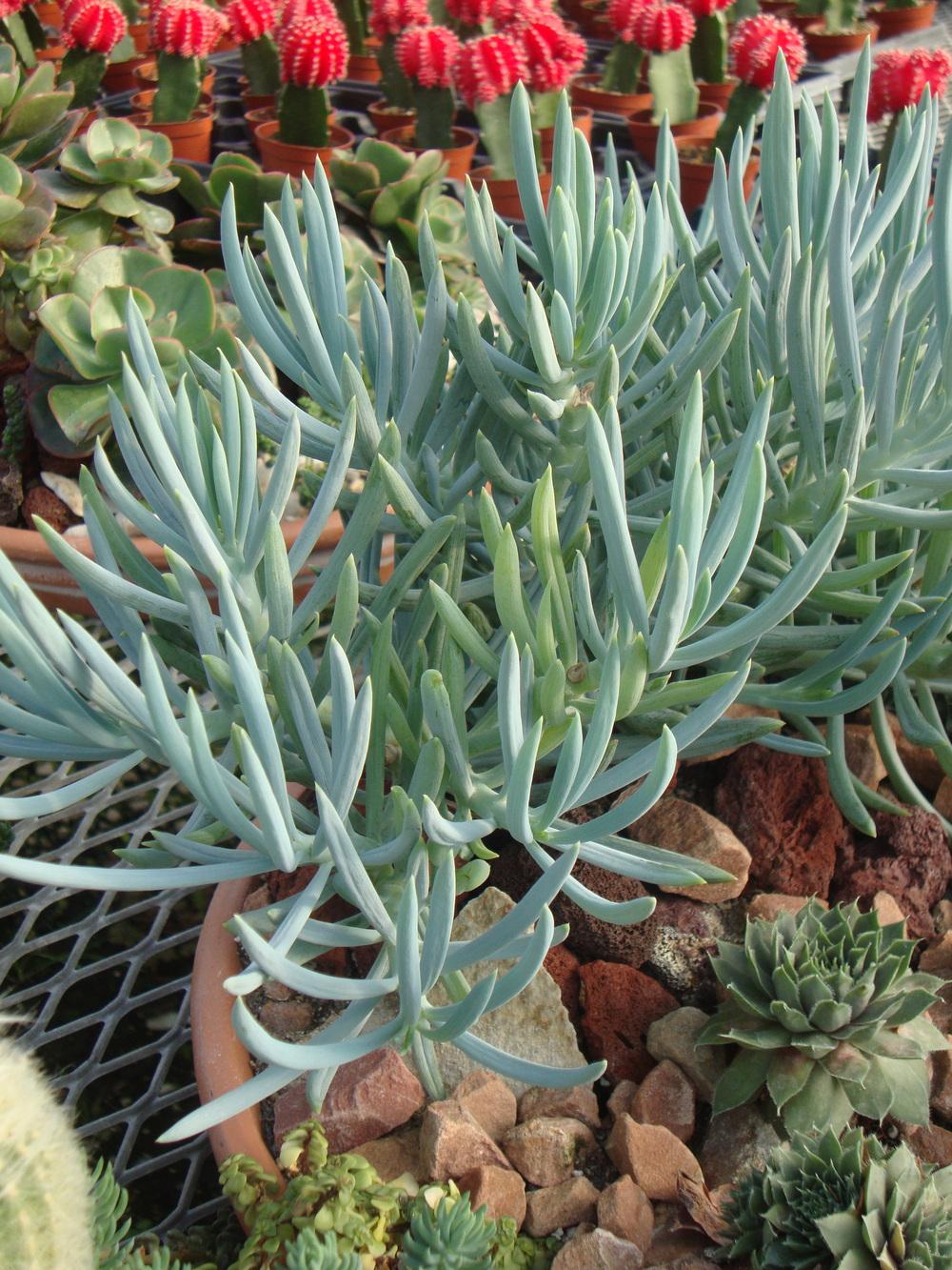 Photo of the entire plant of Blue Senecio (Curio talinoides) posted by ...