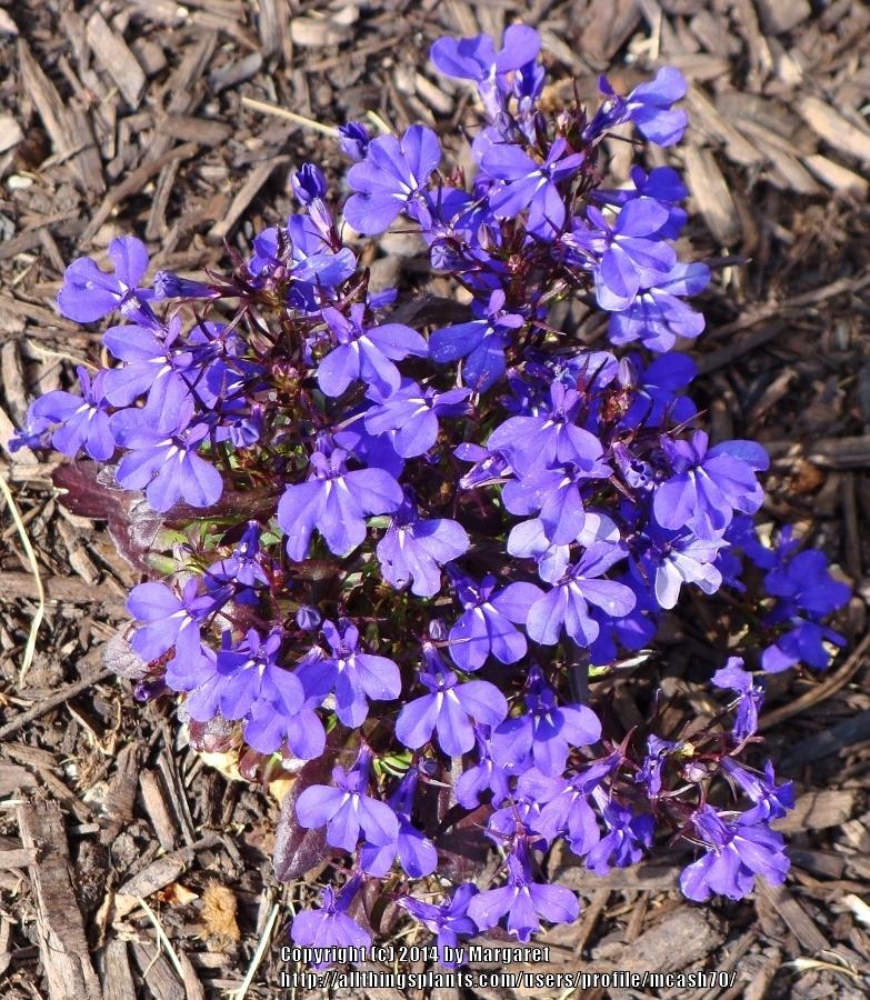 Lobelia erinus 'Regatta Sapphire' - Garden.org