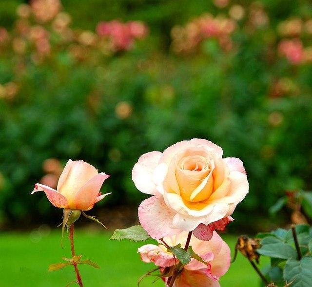 Photo of the bloom of Rose (Rosa 'Pure Bliss') posted by robertduval14 ...