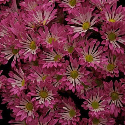Spray Mum (Chrysanthemum 'Dance') - Garden.org