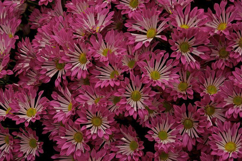 Spray Mum (Chrysanthemum 'Dance') - Garden.org
