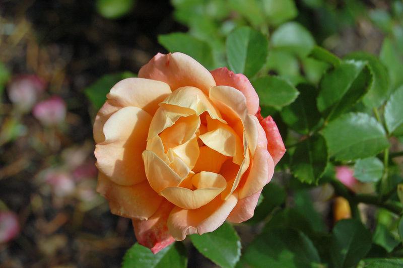 Rose (Rosa 'Cubana') in the Roses Database - Garden.org