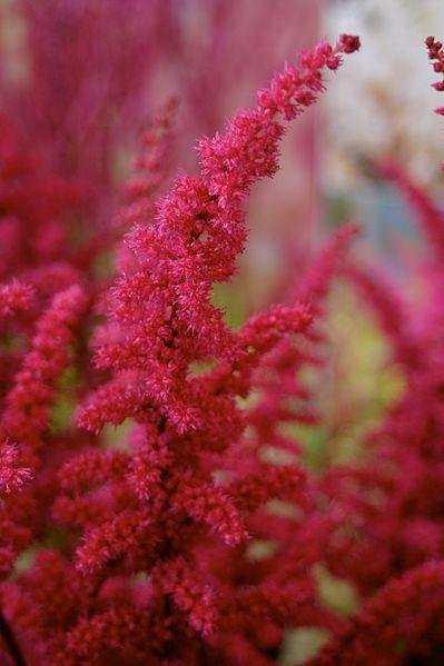 Astilbe 'Alive and Kicking' in the Astilbes Database - Garden.org