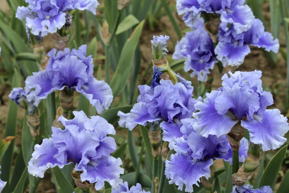 Photo of the bloom of Tall Bearded Iris (Iris 'Blue My Mind') posted by ...