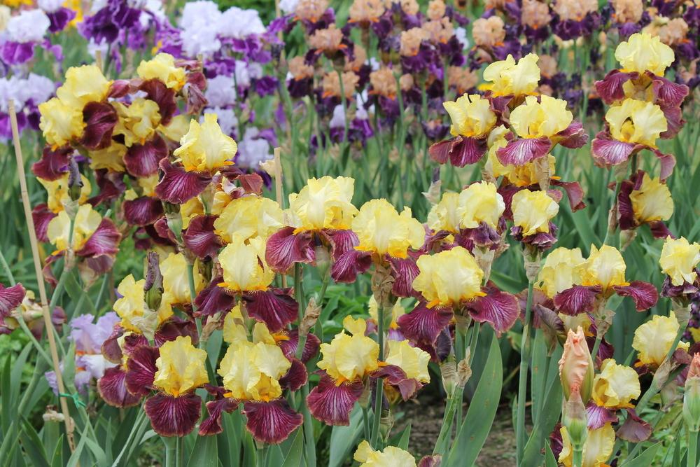 Photo of the bloom of Tall Bearded Iris (Iris 'Payback Time') posted by ...