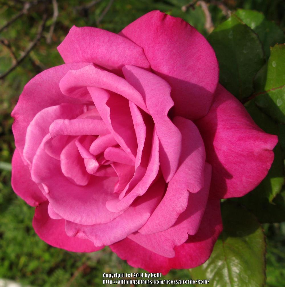 Photo of the bloom of Rose (Rosa 'Koelner Karneval') posted by Kelli ...
