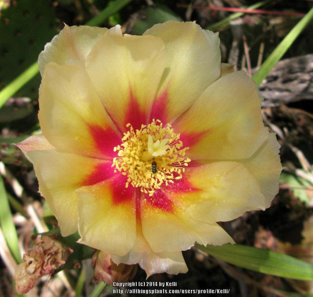 Purple Prickly Pear (Opuntia macrocentra) in the Prickly Pears Database ...