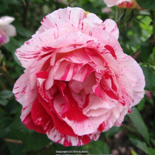 Rose (Rosa 'Peppermint Twist') in the Roses Database - Garden.org