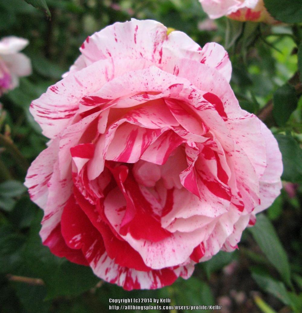 Photo of the bloom of Rose (Rosa 'Peppermint Twist') posted by Kelli ...