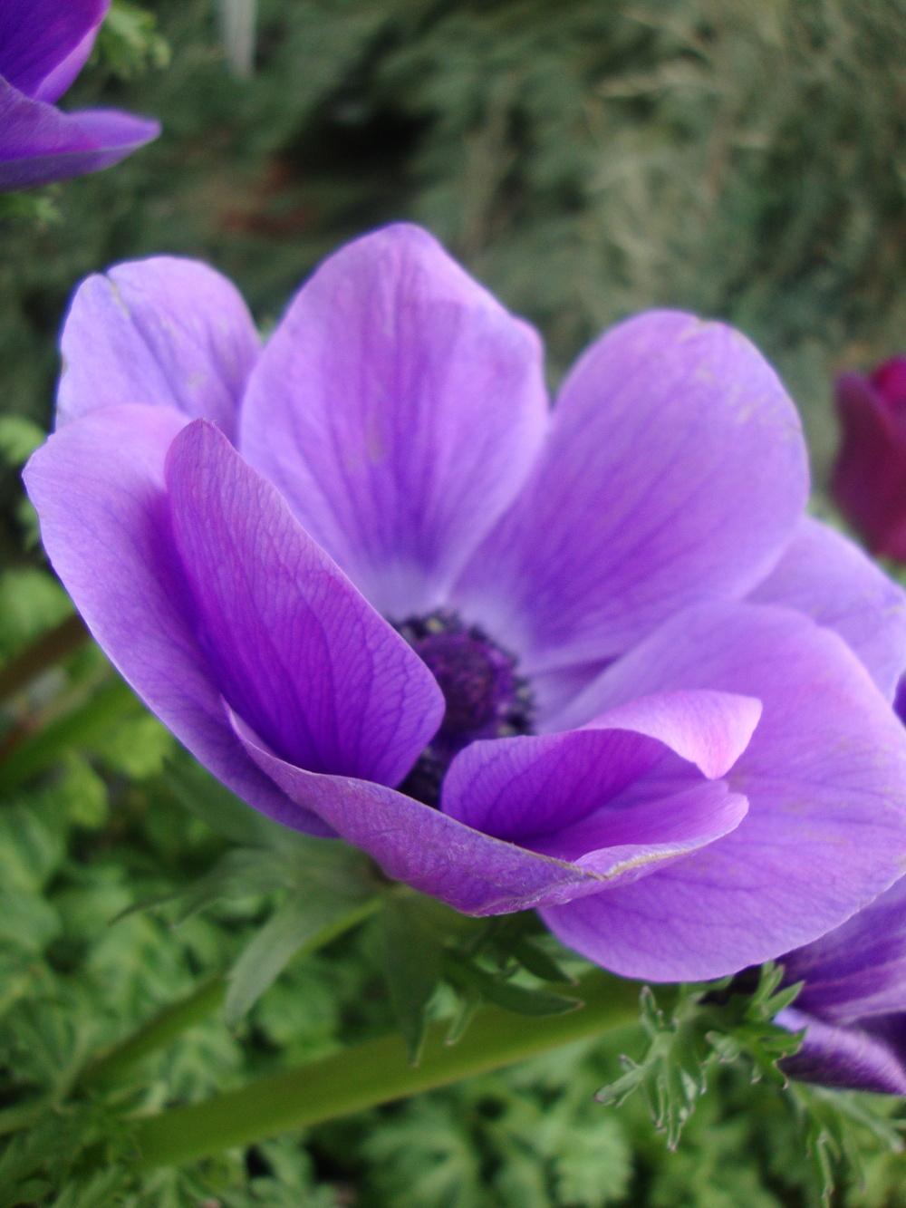 Windflower (Anemone coronaria Mona Lisa® Deep Blue) - Garden.org
